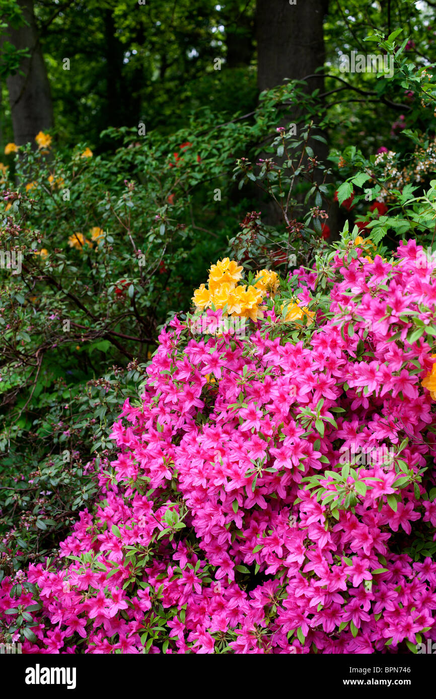 Bright pink Azalea in woodland setting in Yorkshire, UK Stock Photo - Alamy