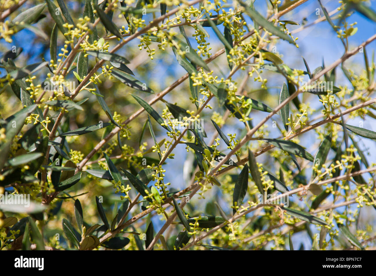 Olive tree branches hi-res stock photography and images - Alamy