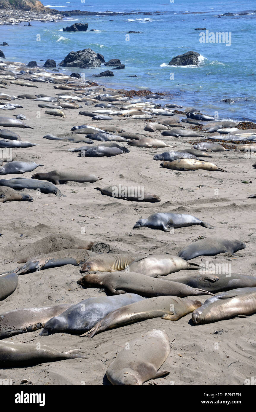 Elephant seals colony during molting period, Piedras Blancas beach ...