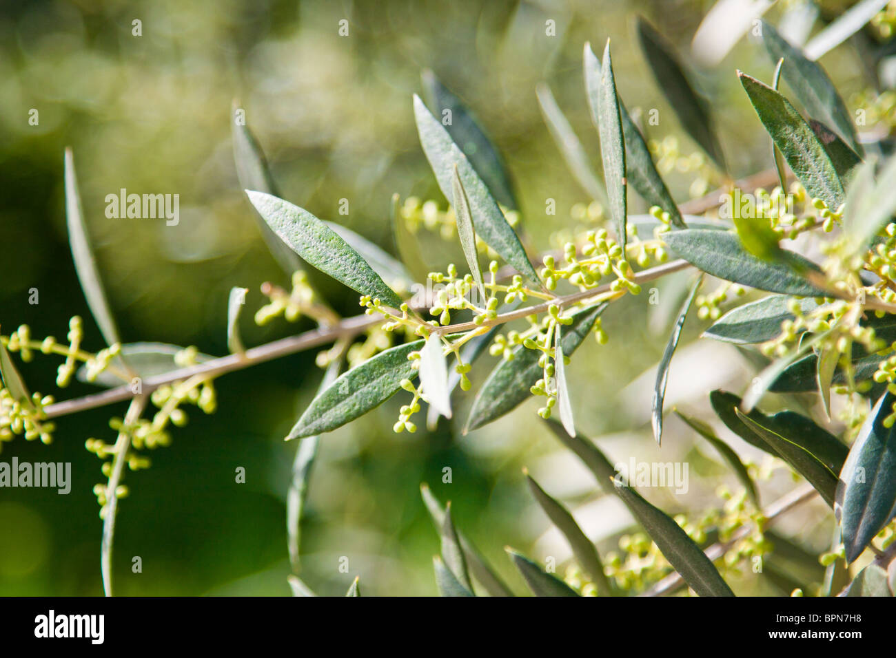 Olive tree branches hi-res stock photography and images - Alamy