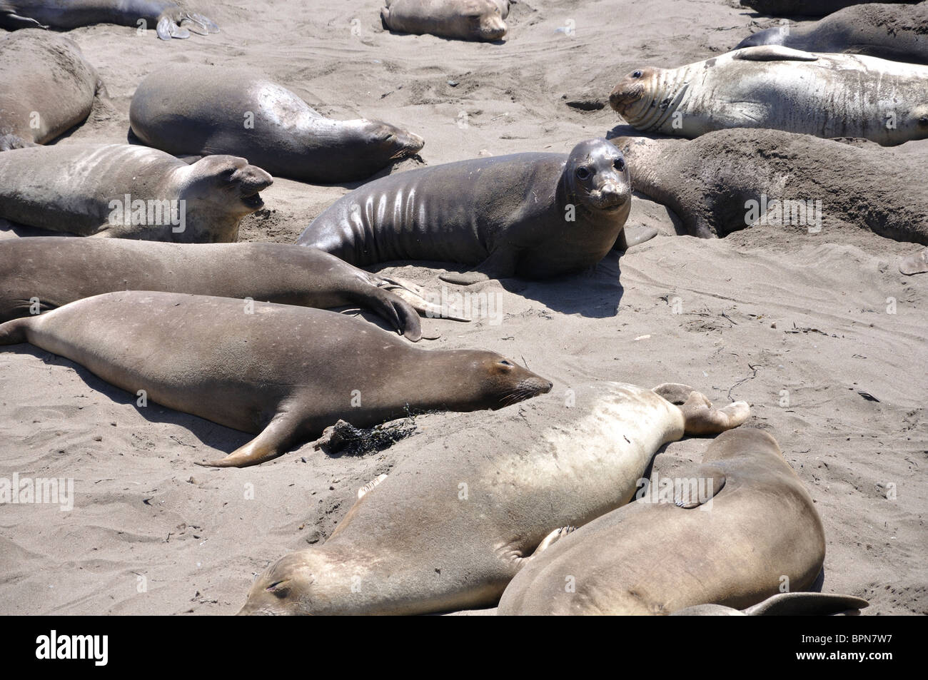 Elephant seals colony during molting period, Piedras Blancas beach ...