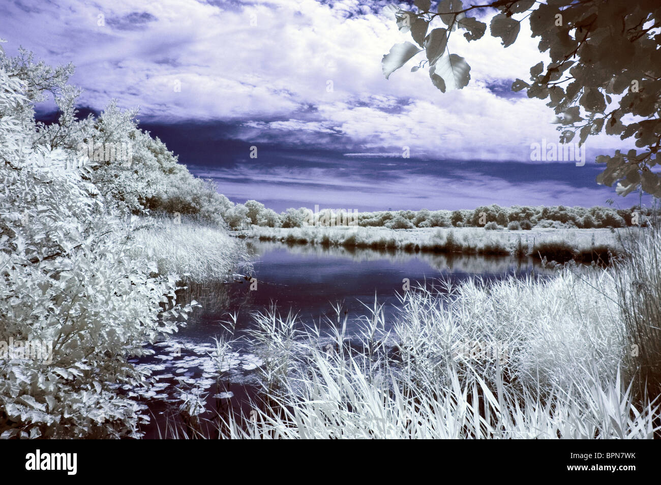 marshes at geldeston norfolk england Stock Photo - Alamy
