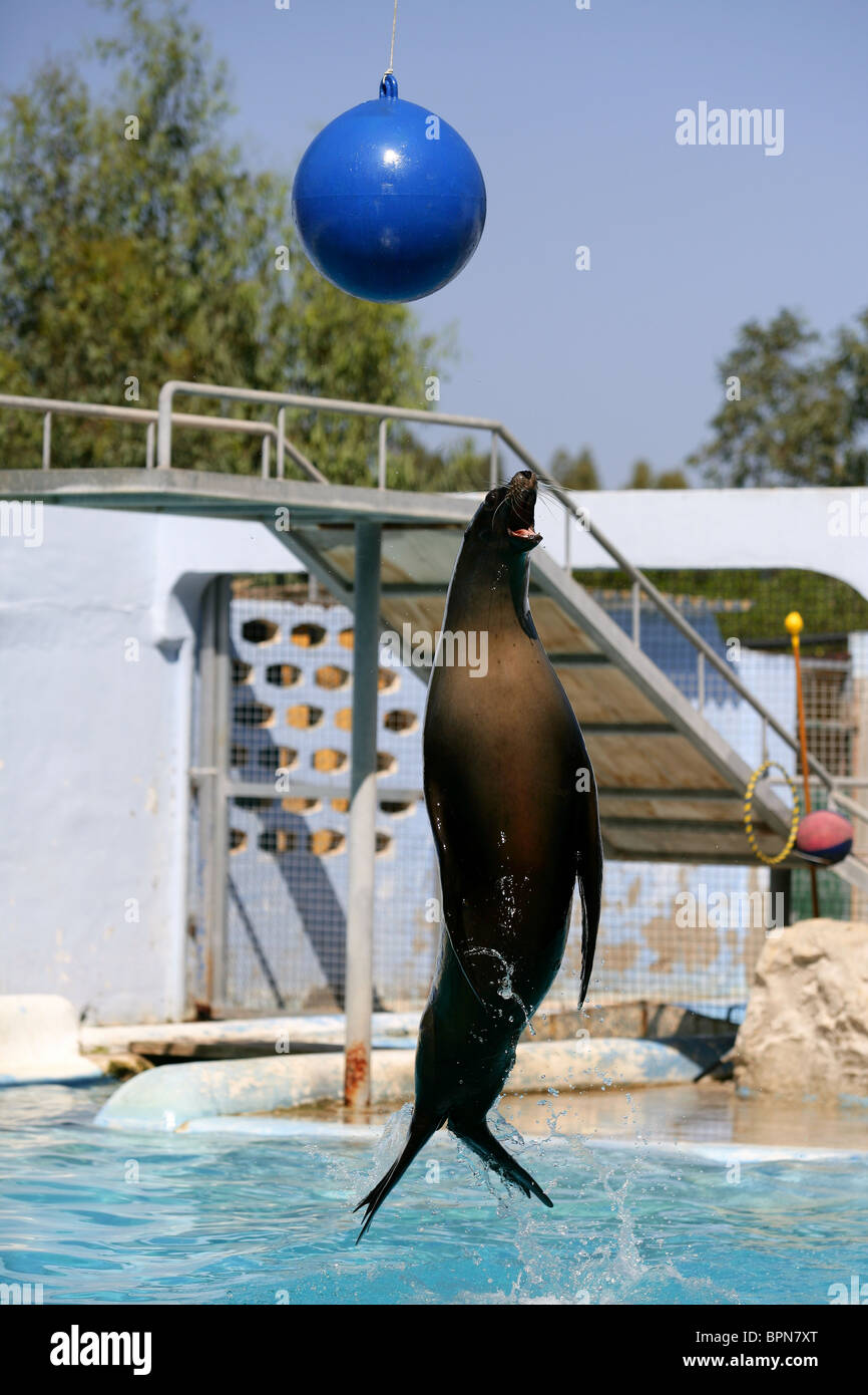 Show with seal hi-res stock photography and images - Alamy