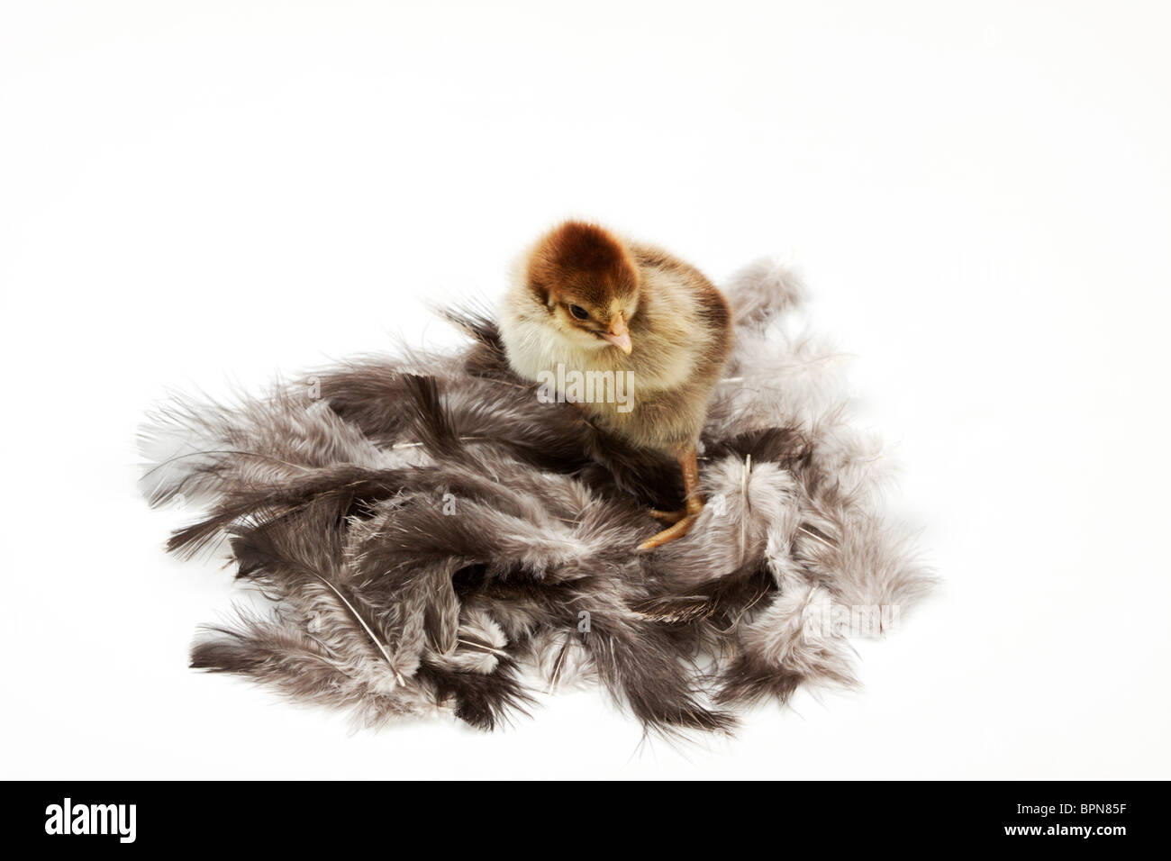 Fluffy head chicken hi-res stock photography and images - Alamy