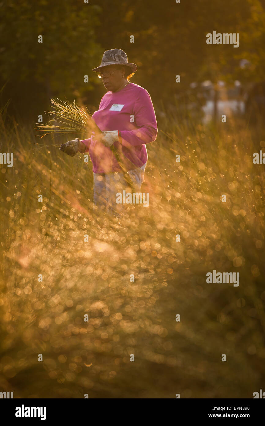 Sweetgrass basket weaver gullah craft hi-res stock photography and ...