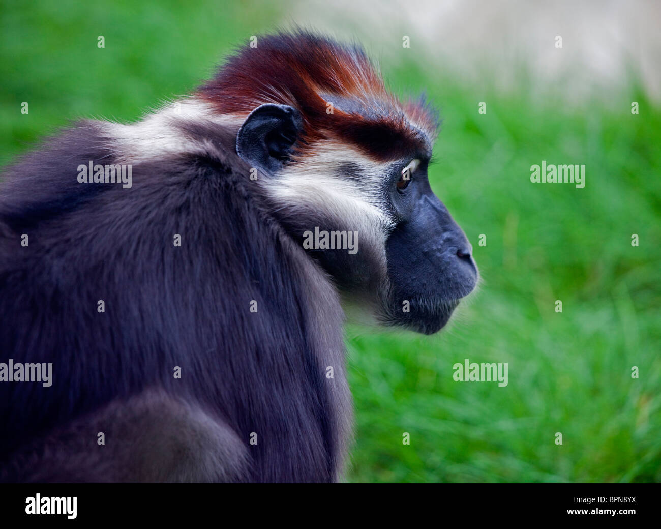 Red-Capped Mangabey (cercocebus torquatus Stock Photo - Alamy