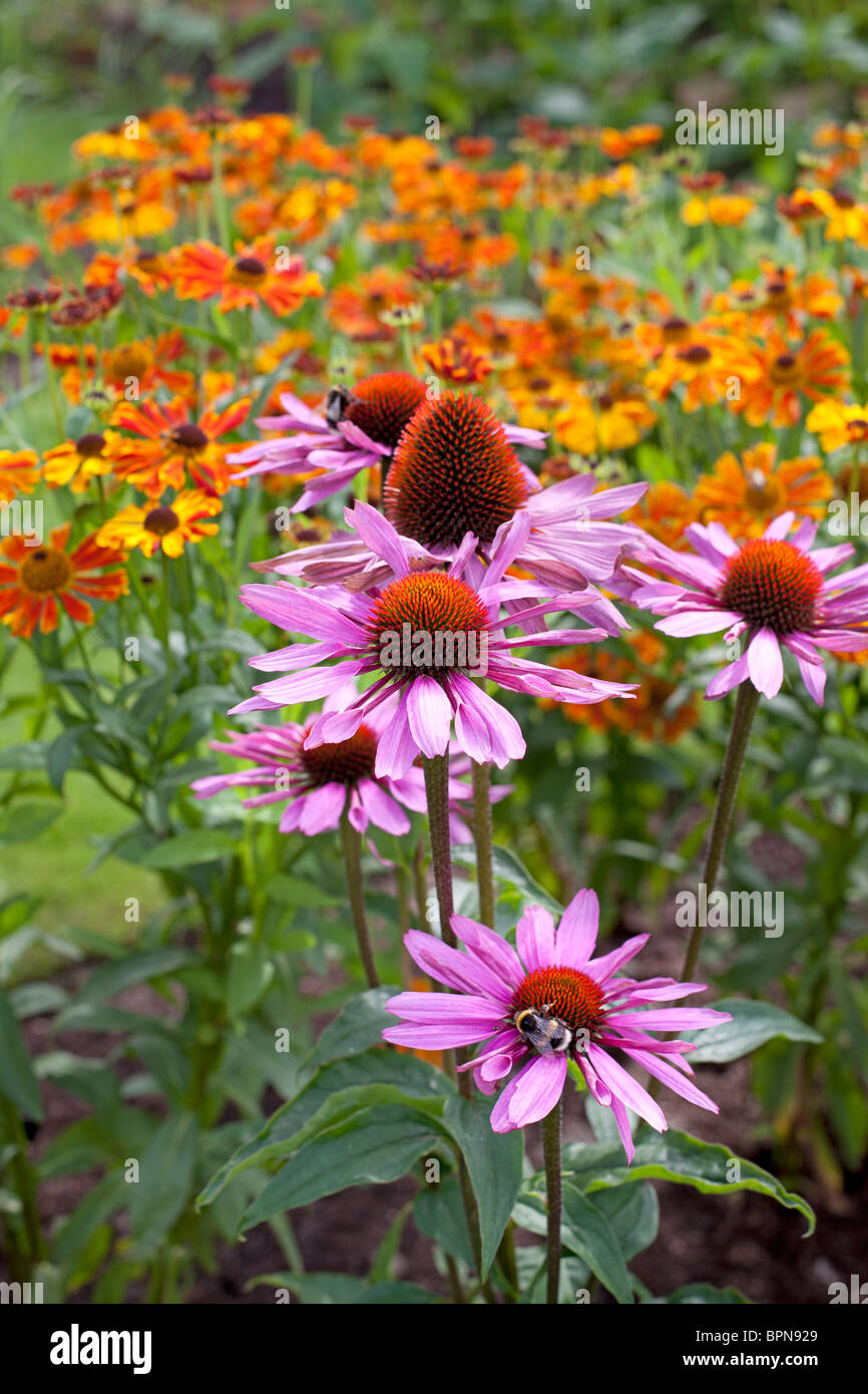 Mid summer border of Echinacea Purpurea "Magnus" and Helenium ...