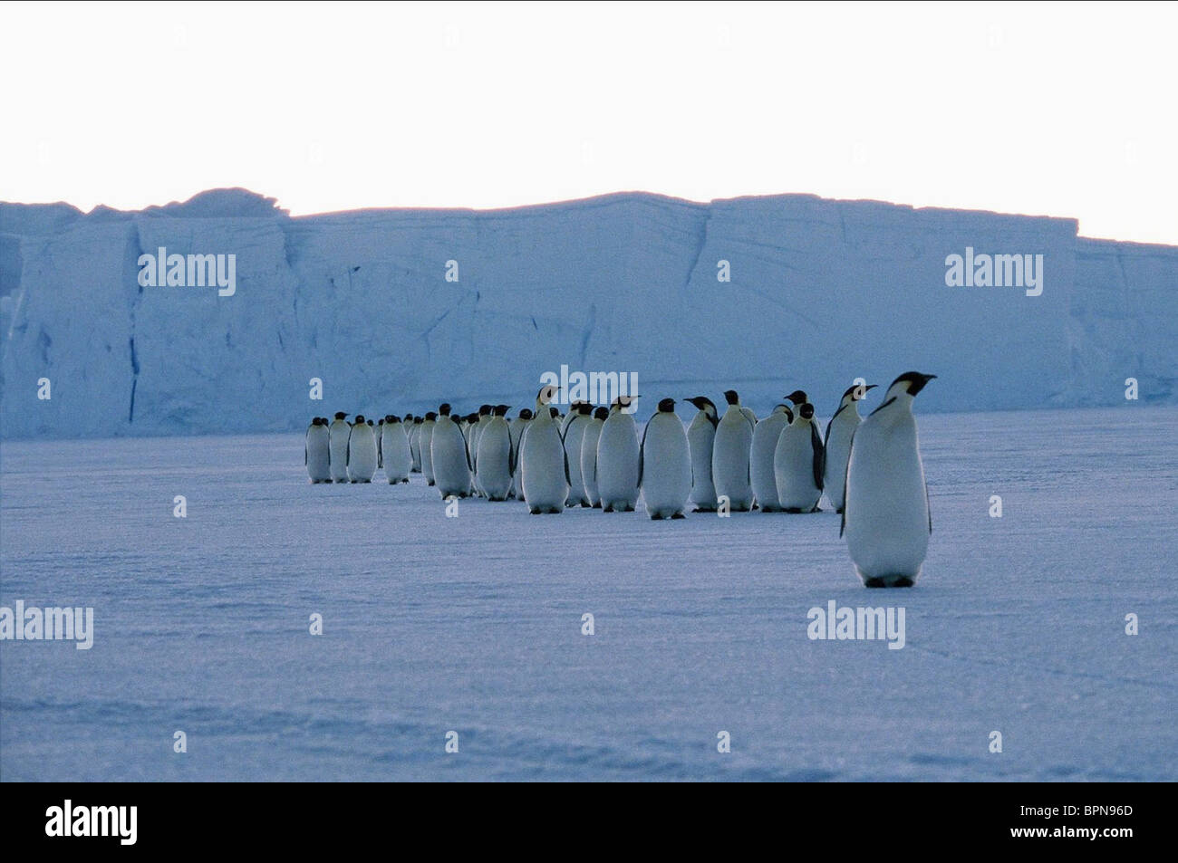 March Of The Penguins Movie High Resolution Stock Photography and ...