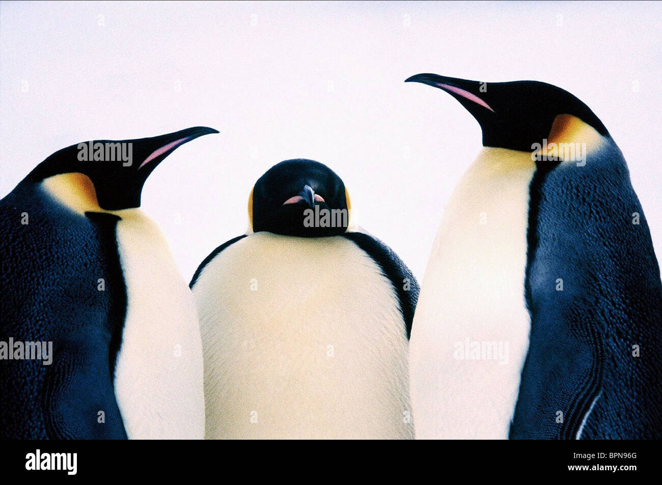 March Of The Penguins And Film High Resolution Stock Photography and ...