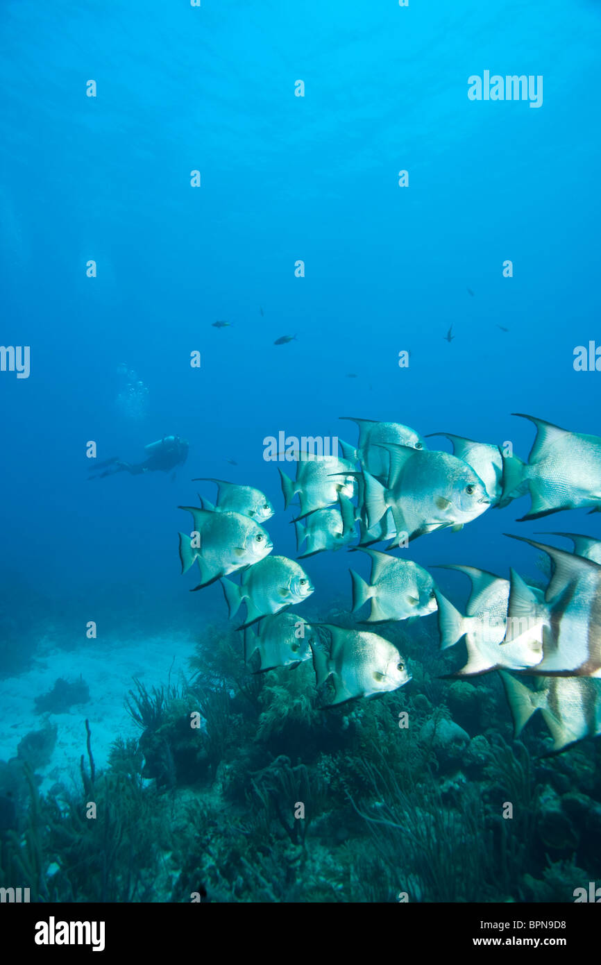 Atlantic spadefish chaetodipterus faber bay hi-res stock photography ...