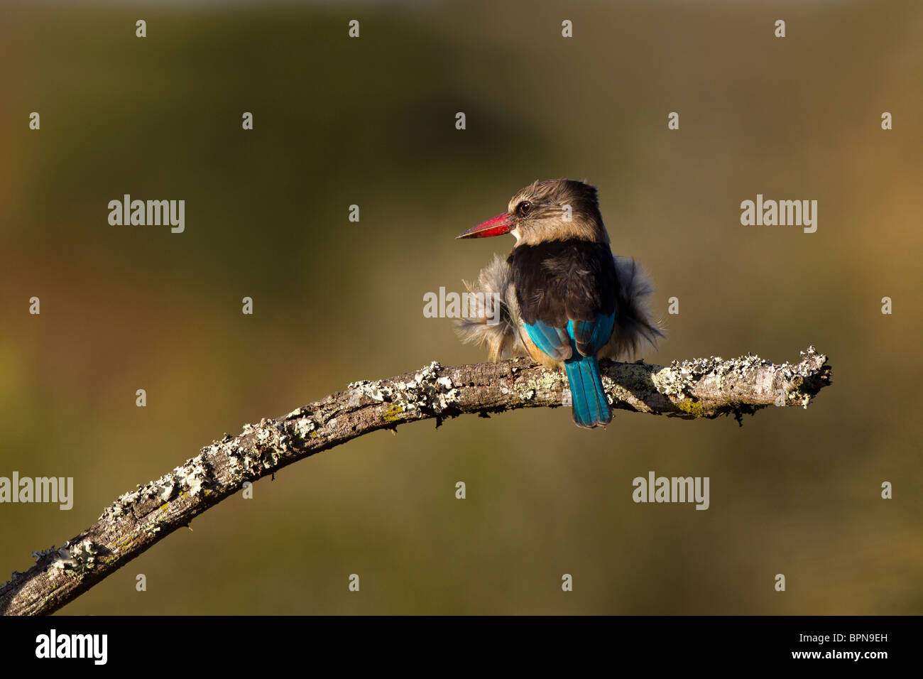 Fluffing their feathers hi-res stock photography and images - Alamy