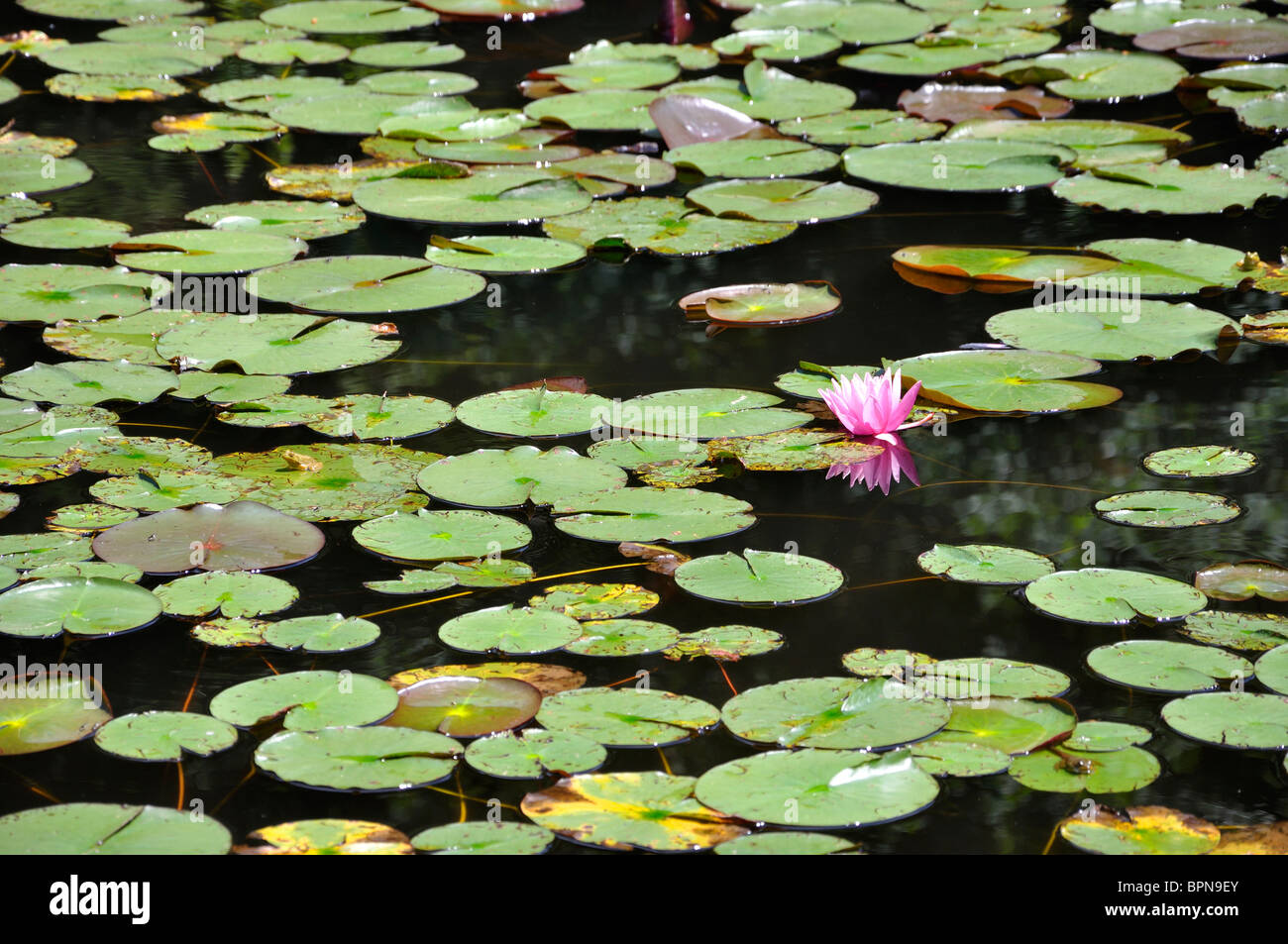 Water lily - Nymphaeaceae Stock Photo - Alamy