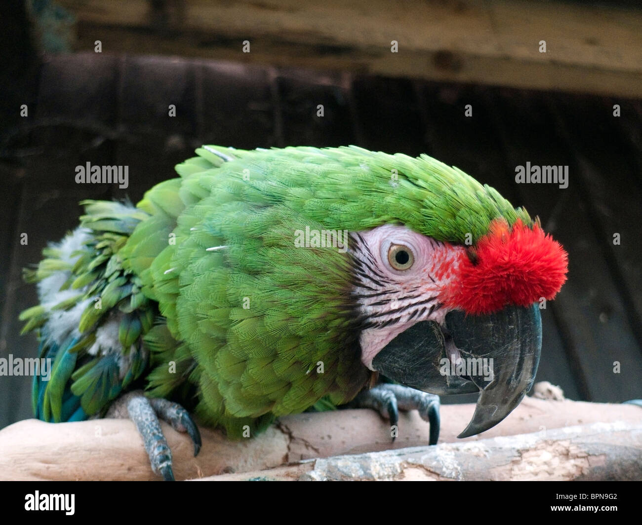 Parrot speak hi-res stock photography and images - Alamy