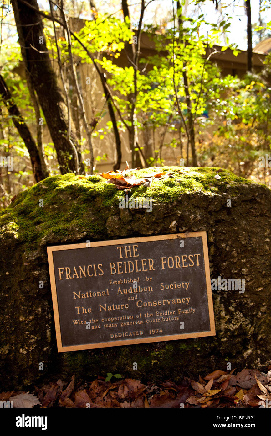 Scene from Francis Beidler Forest at Four Holes Swamp, Dorchester ...