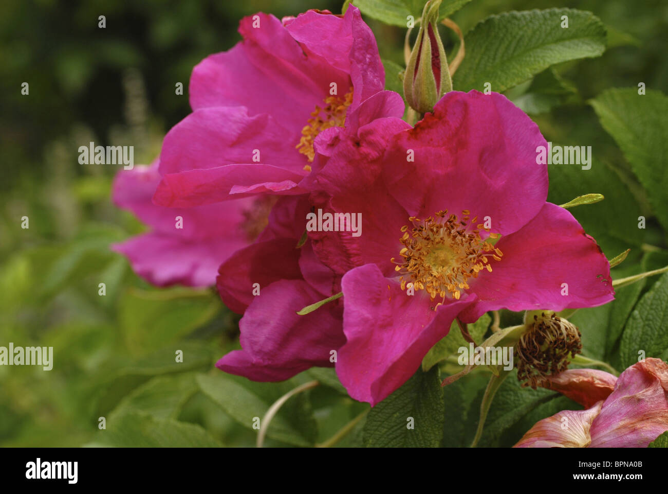 Pink flowers of a rosa rugosa Stock Photo - Alamy