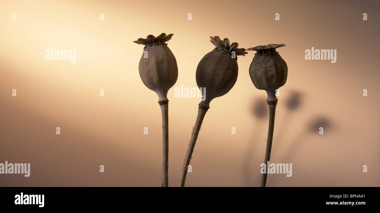 Dried poppy flowers hi-res stock photography and images - Alamy