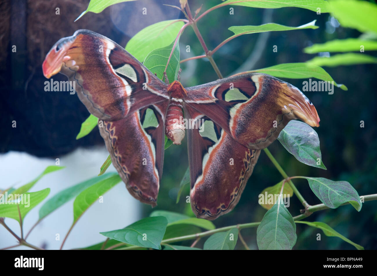 The largest moth in the World the Atlas Moth in the Butterfly House in ...
