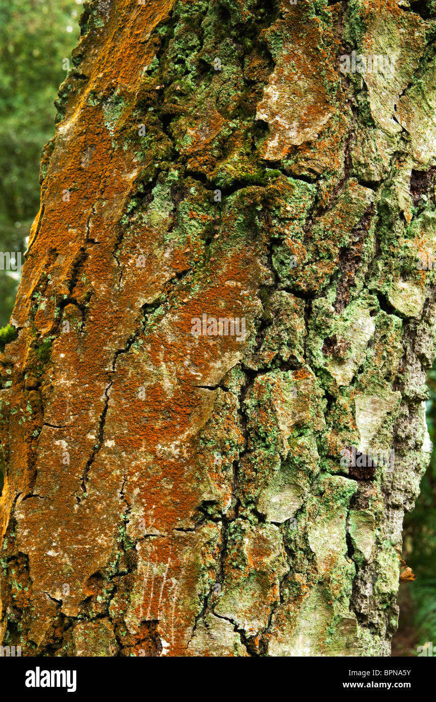 Lichen creeping hi-res stock photography and images - Alamy