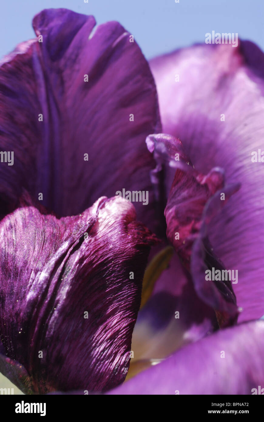 Deep purple garden tulip Stock Photo - Alamy