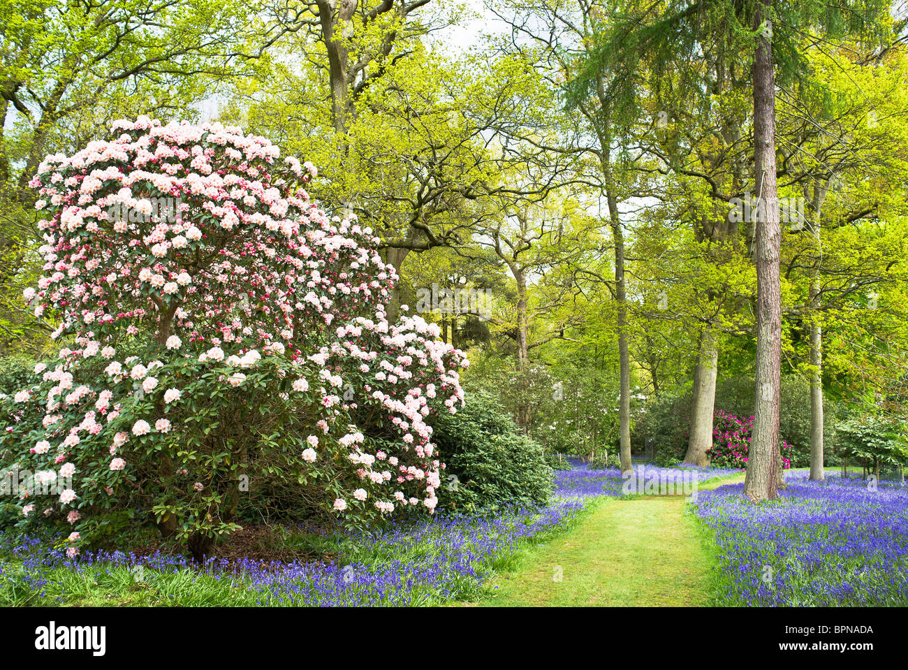 Beautiful spring woodland landscape with rhododendrons and bluebells in ...