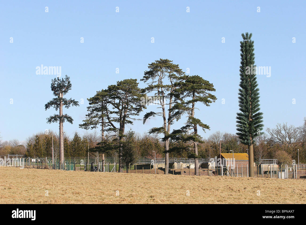 A mobile Phone Mast disguised as a tree, Picture by James Boardman ...