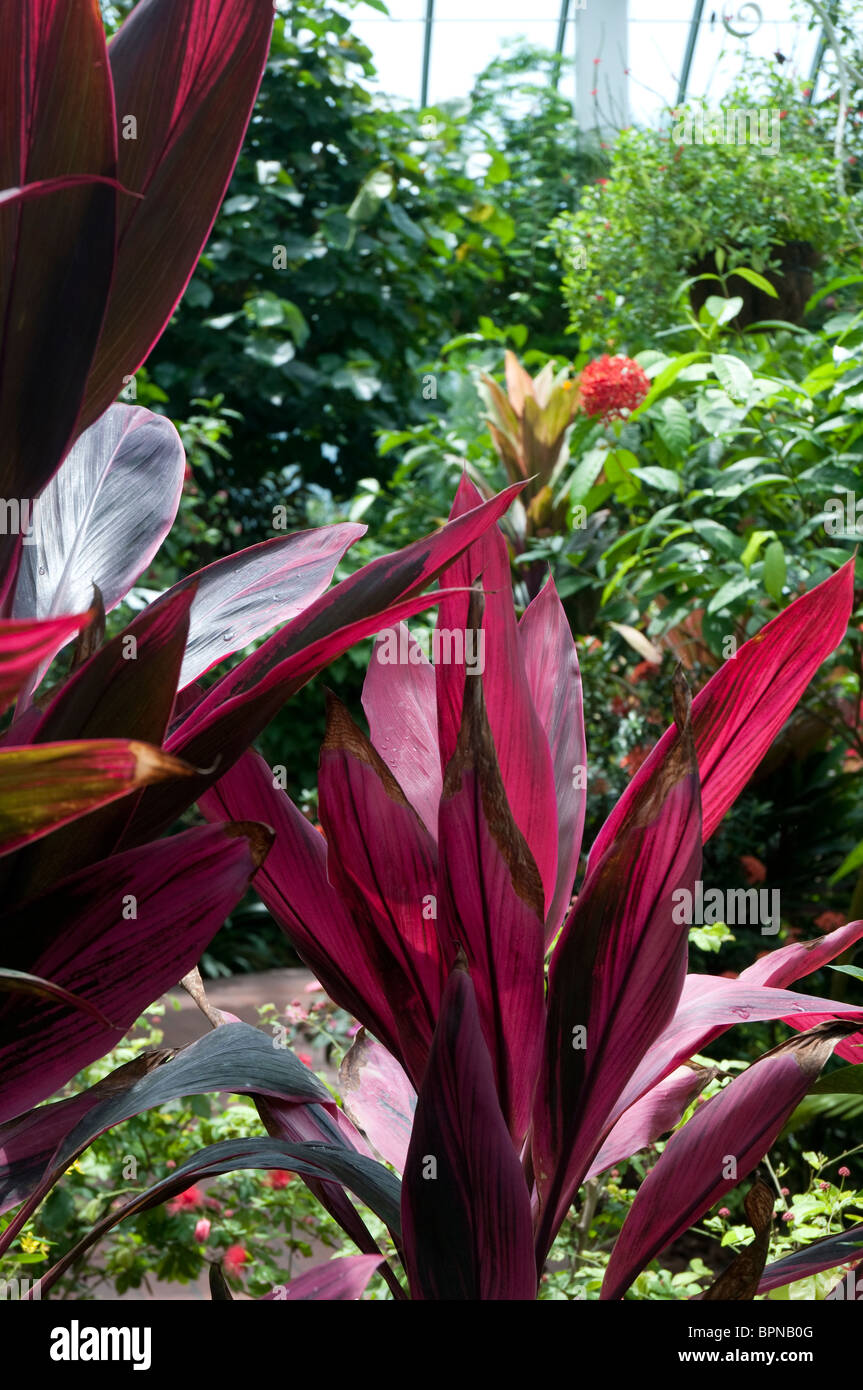 Tropical Foliage in Key West in the Florida Keys in the State of ...
