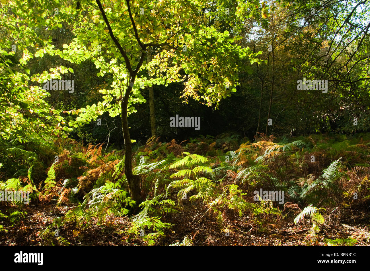 Light catching tree in wooded area Stock Photo - Alamy