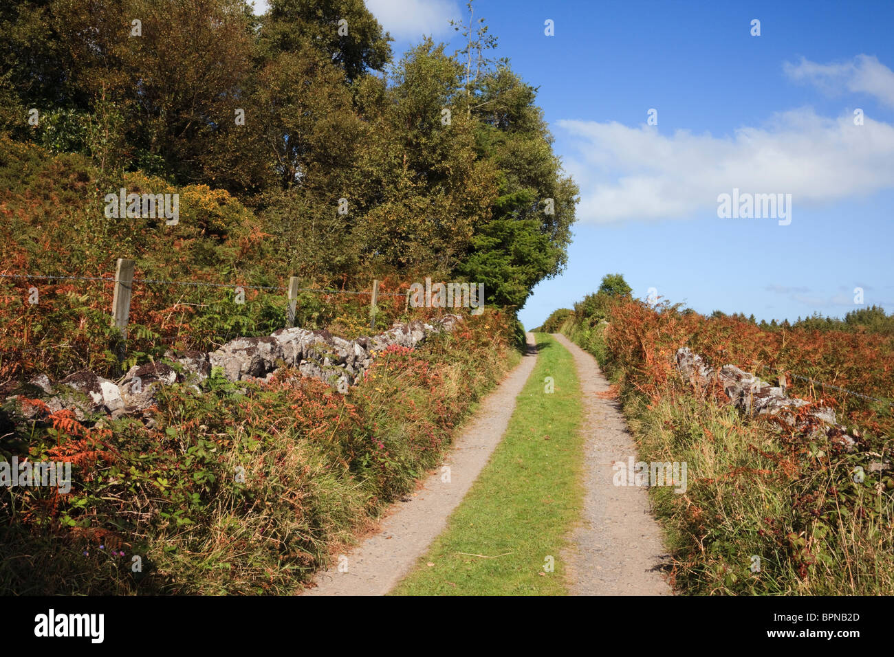 Narrow single-track country lane with stone walls either side and grass ...