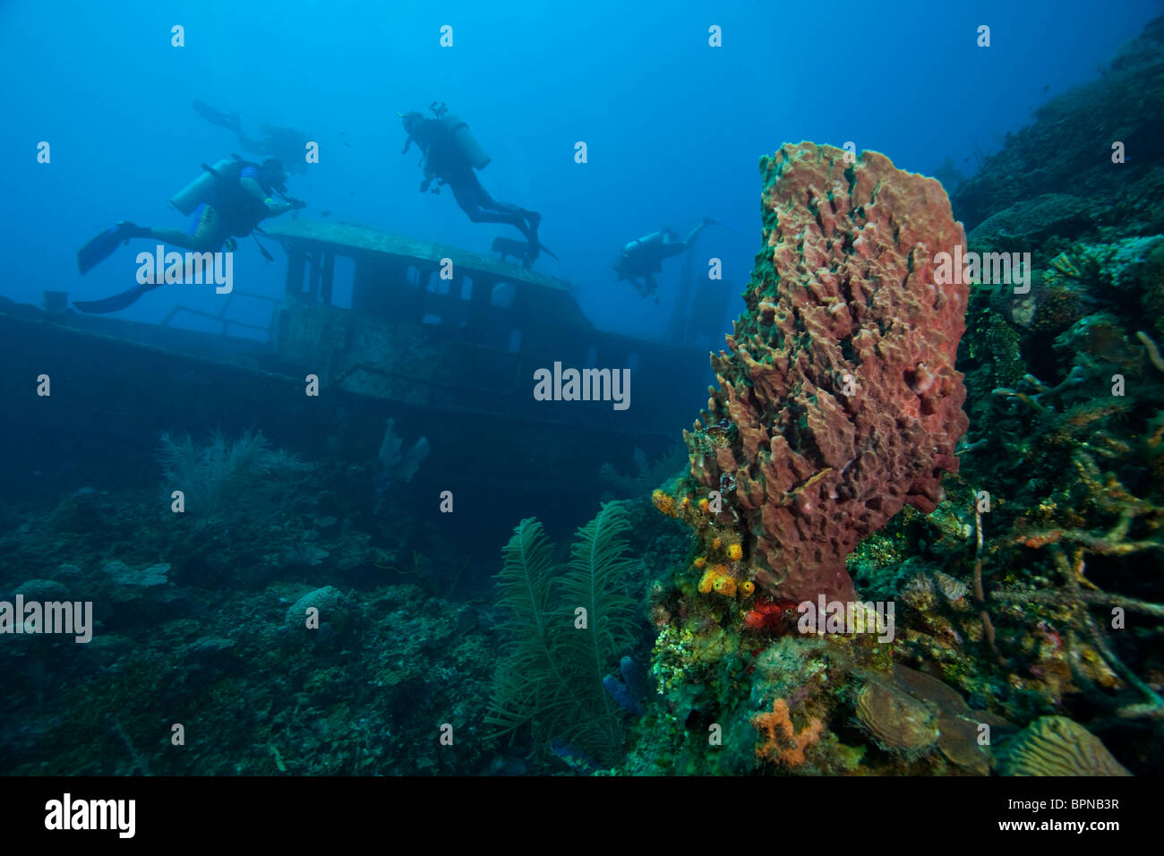 Shipwreck, Roatan Marine park, Caribbean Scuba Diving, Roatan, Bay ...