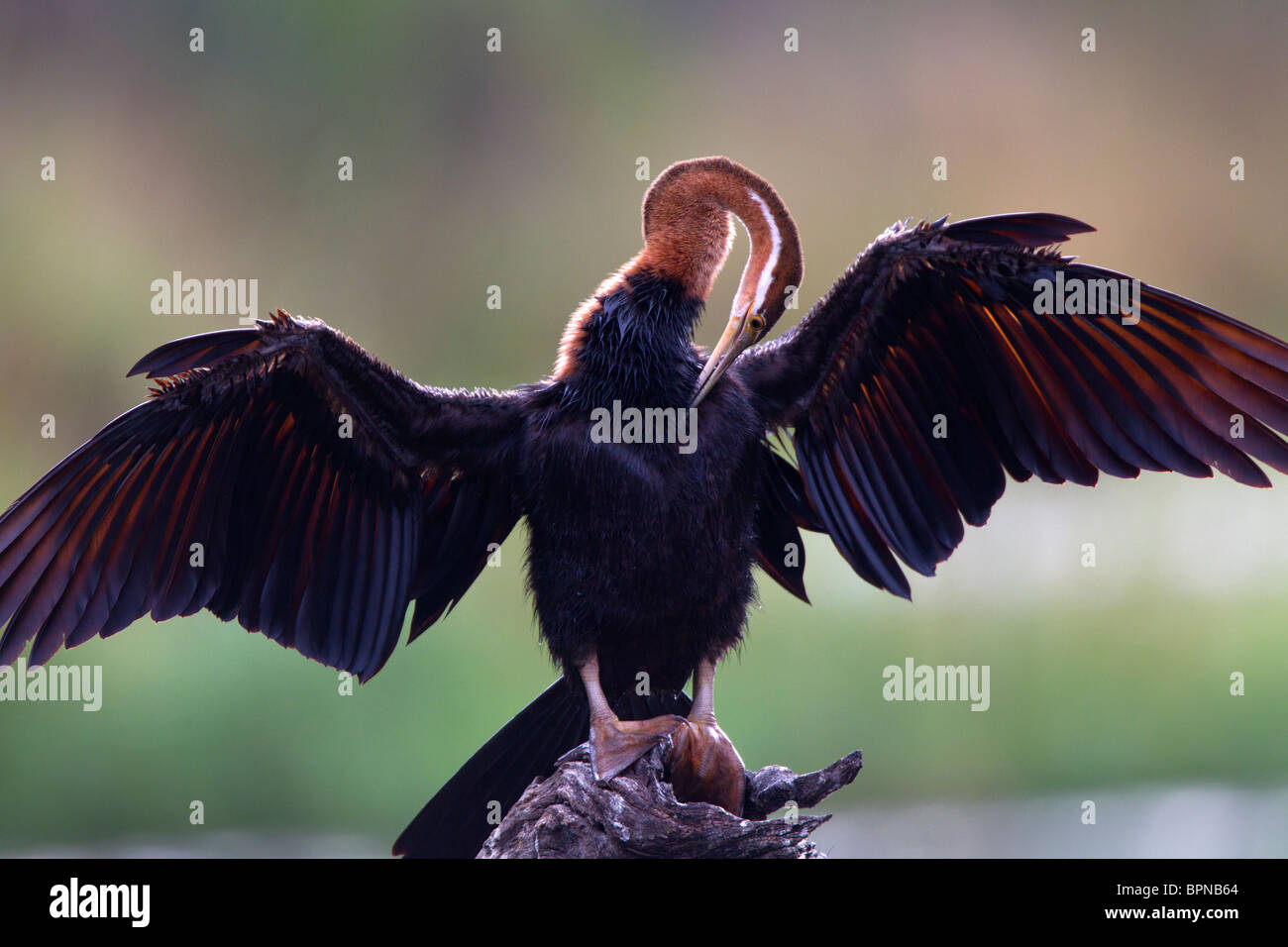 South african water birds hi-res stock photography and images - Alamy