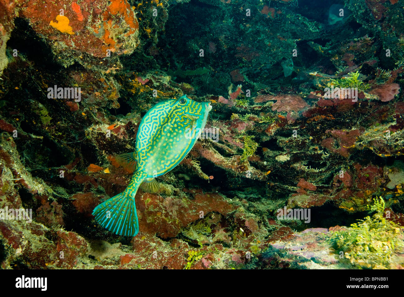 scrawled filefish, Caribbean Scuba Diving, Roatan, Bay Islands ...