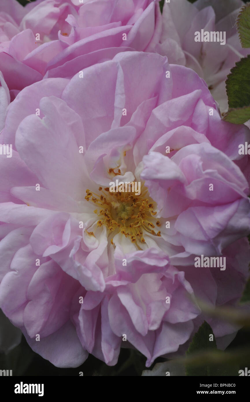 Pale pink roses hi-res stock photography and images - Alamy