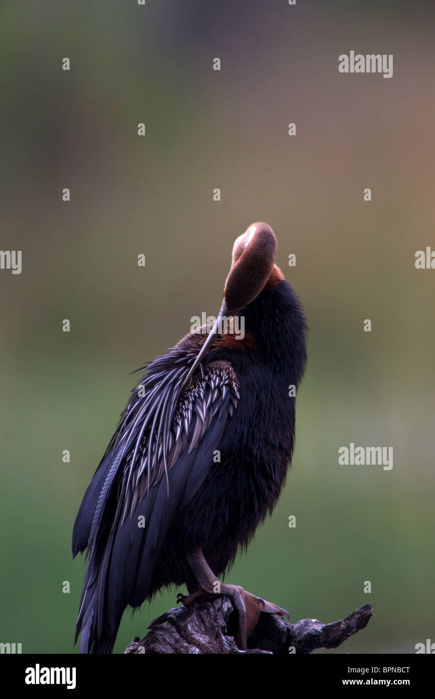 South african water birds hi-res stock photography and images - Alamy