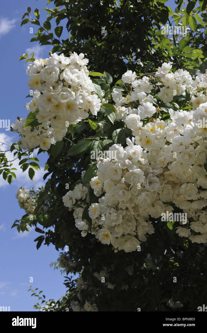 White rambler rose climbing a tree, rosery at Domaine de Charance, Gap ...