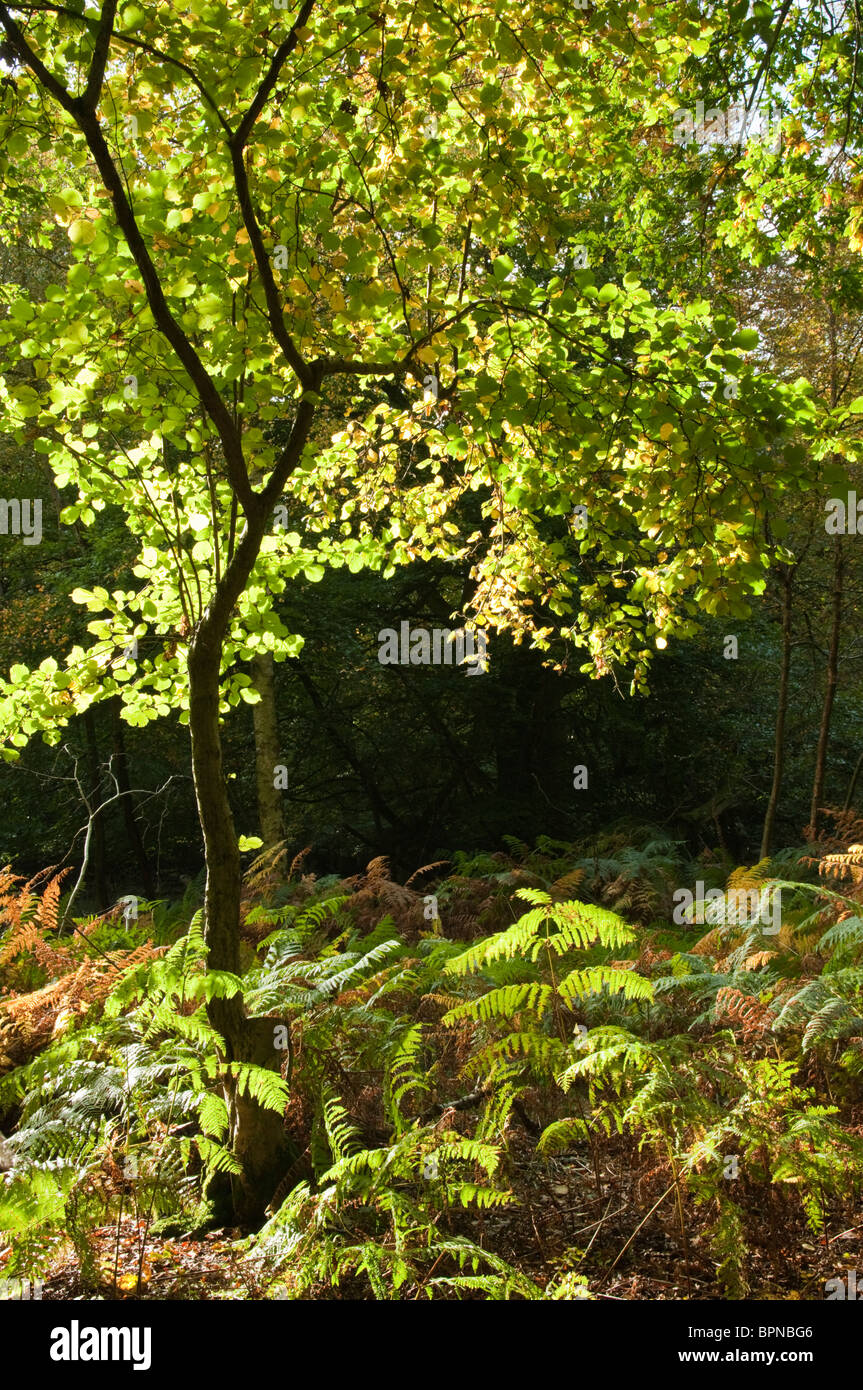 Light catching tree in wooded area Stock Photo - Alamy