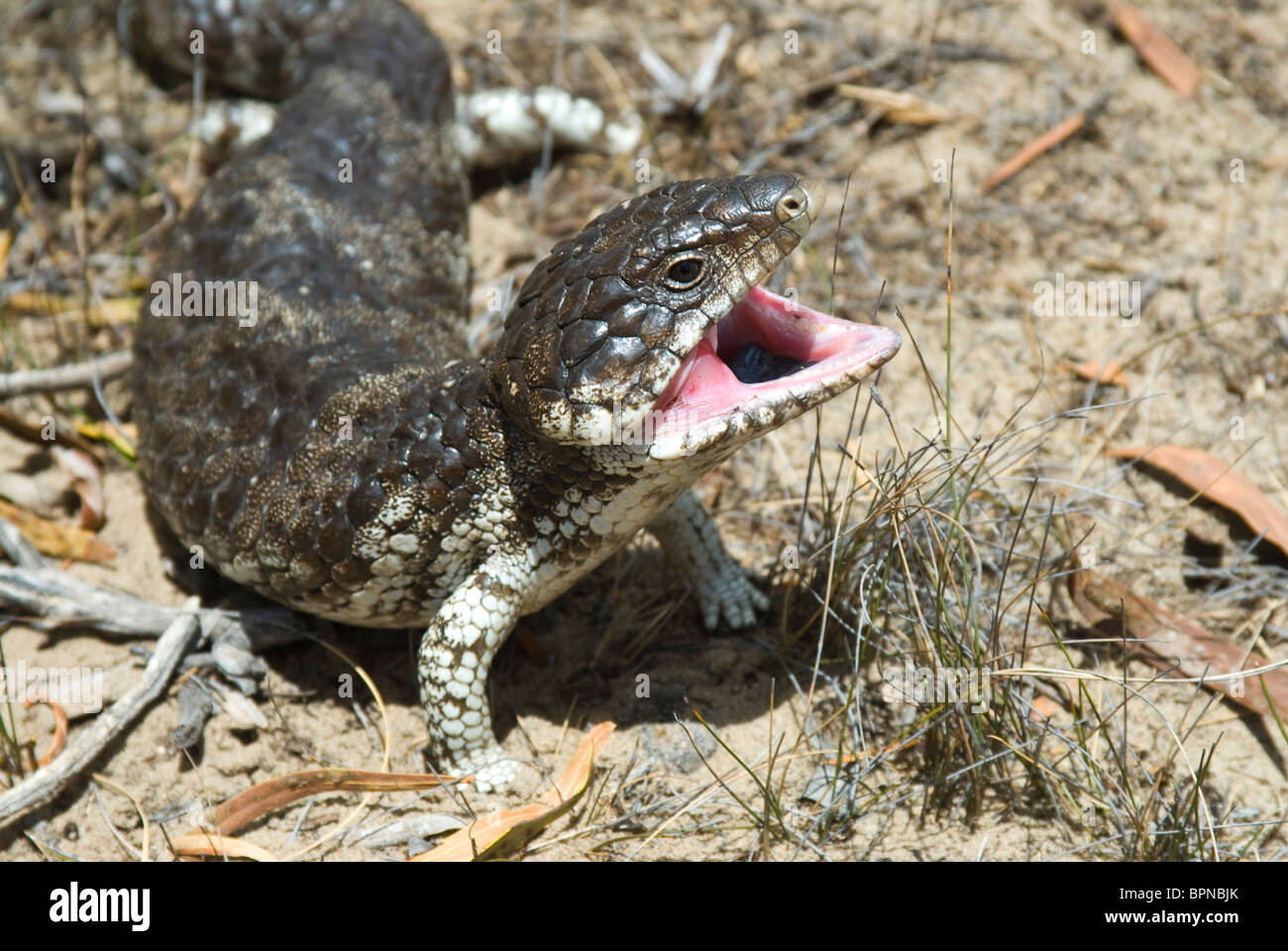 Australian shingleback lizard hi-res stock photography and images - Alamy