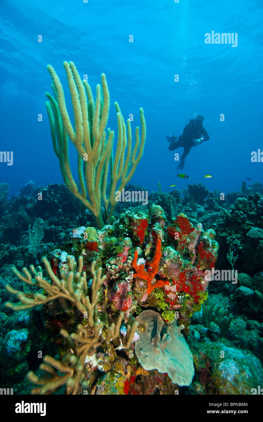 Utila bay islands honduras hi-res stock photography and images - Alamy
