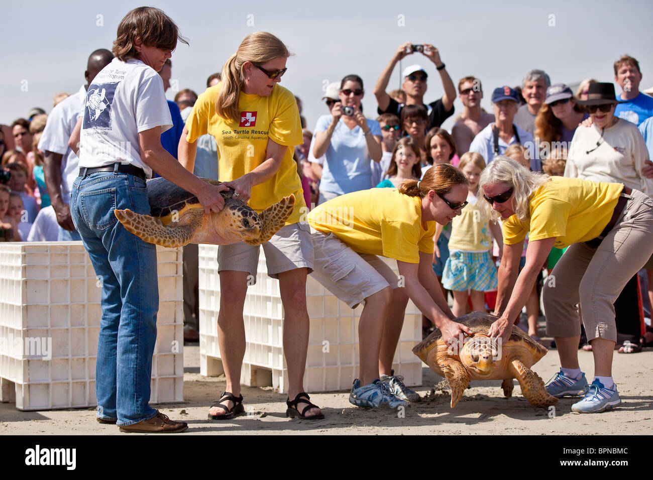 A rehabilitated loggerhead sea turtle released back to the ocean by the ...