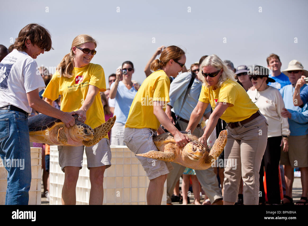 A rehabilitated loggerhead sea turtle released back to the ocean by the ...