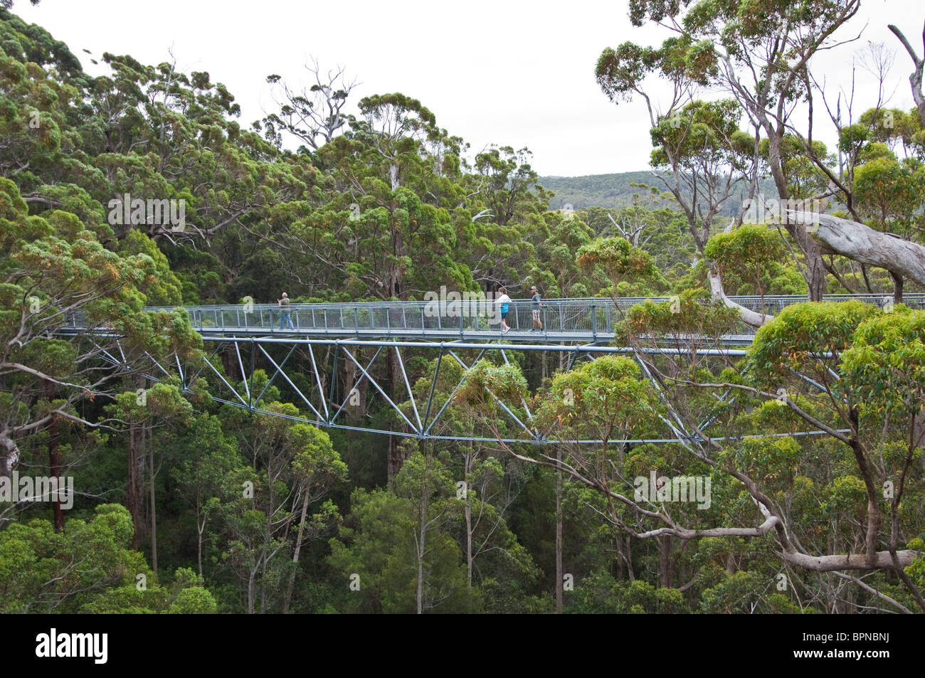 Valley of the Giants Tree Top Walk in Walpole-Nornalup National Park ...