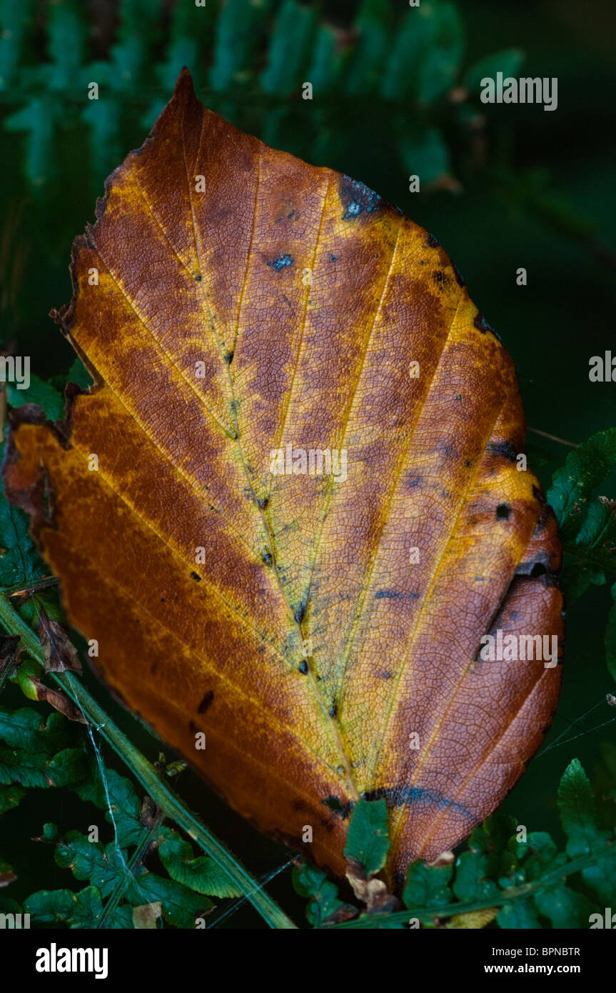 Autumn Leaf in the process of decay Stock Photo - Alamy
