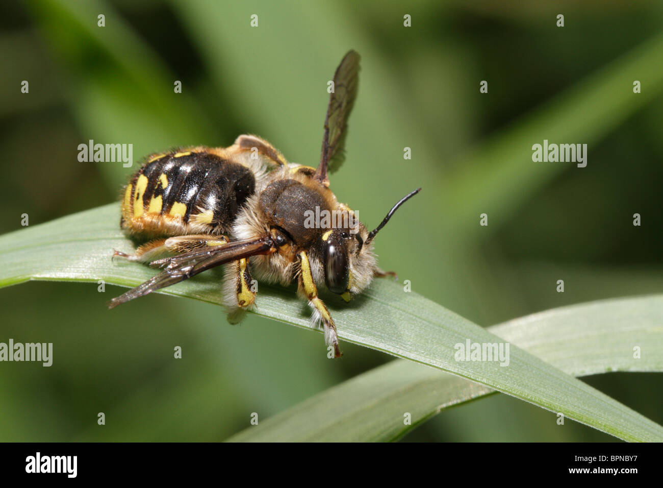 Wool Carder Bee High Resolution Stock Photography and Images - Alamy