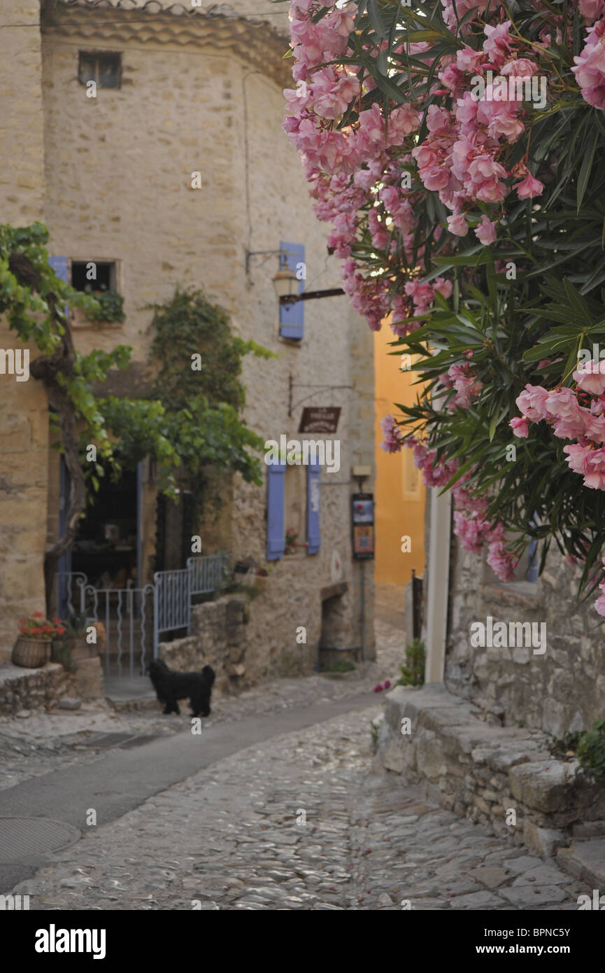 Oleander in the streets of the medieval city Vaison la Romaine ...