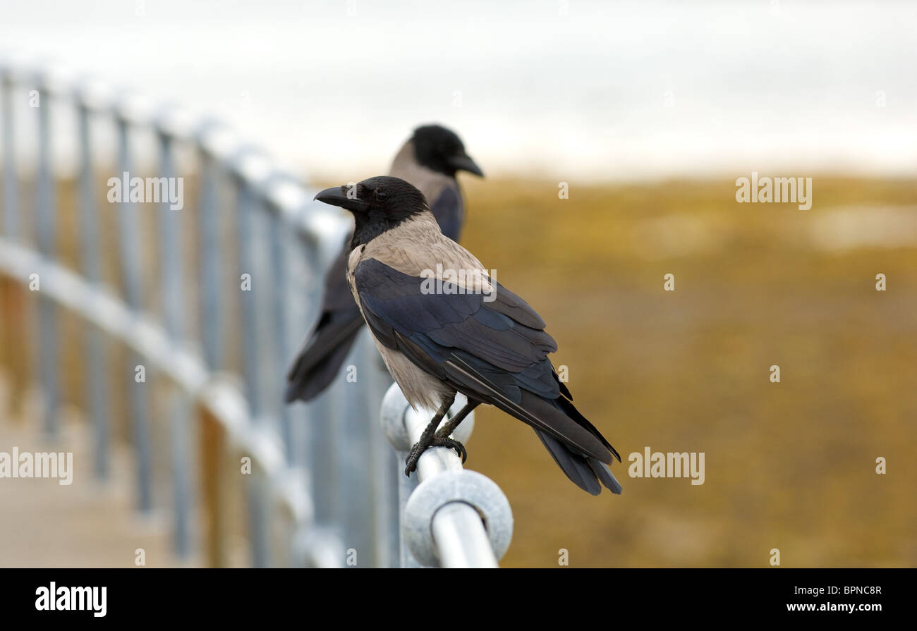 A pair of hooded crows is closely related to the carrion crow standing ...