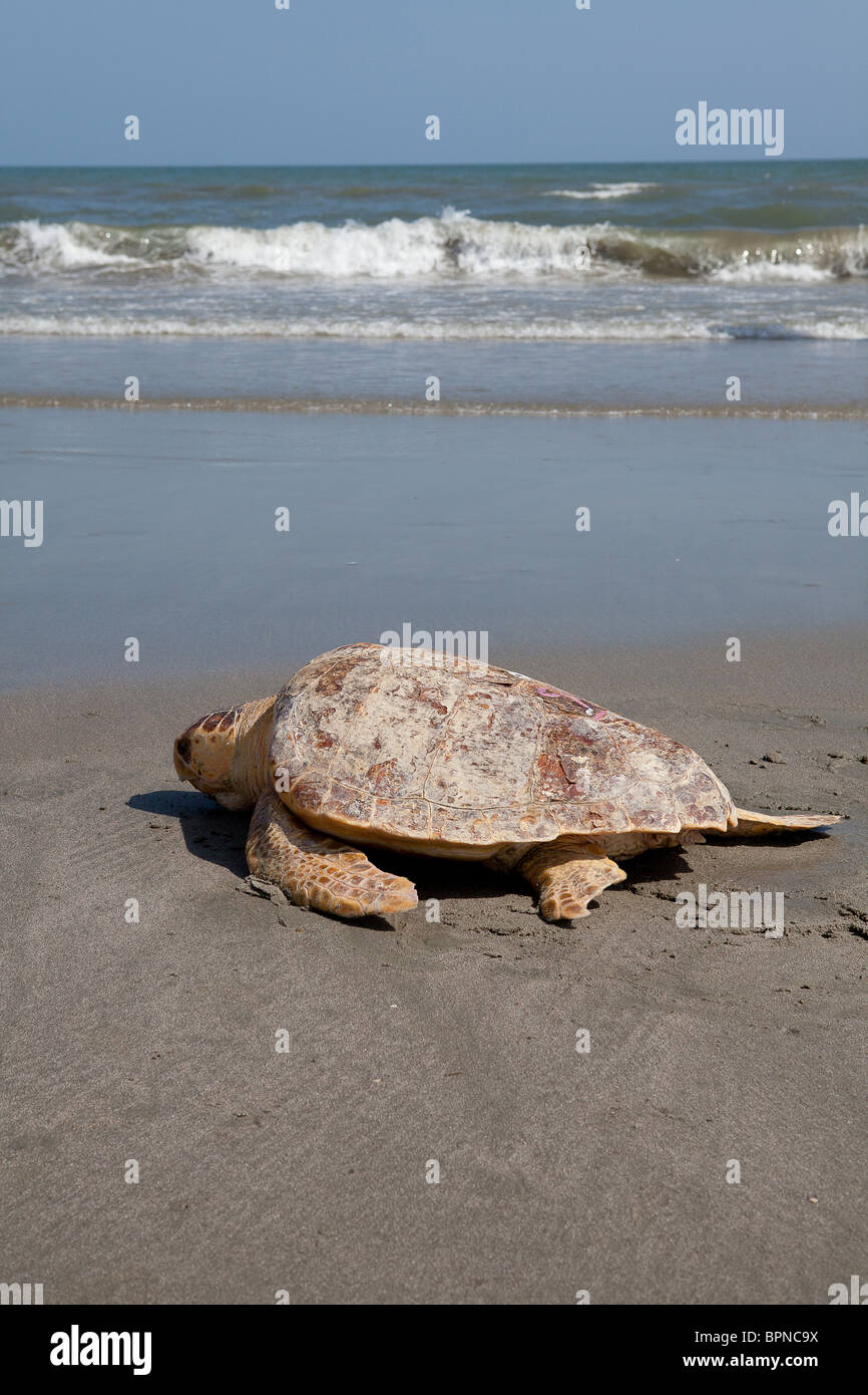 A rehabilitated loggerhead sea turtle released back to the ocean by the ...