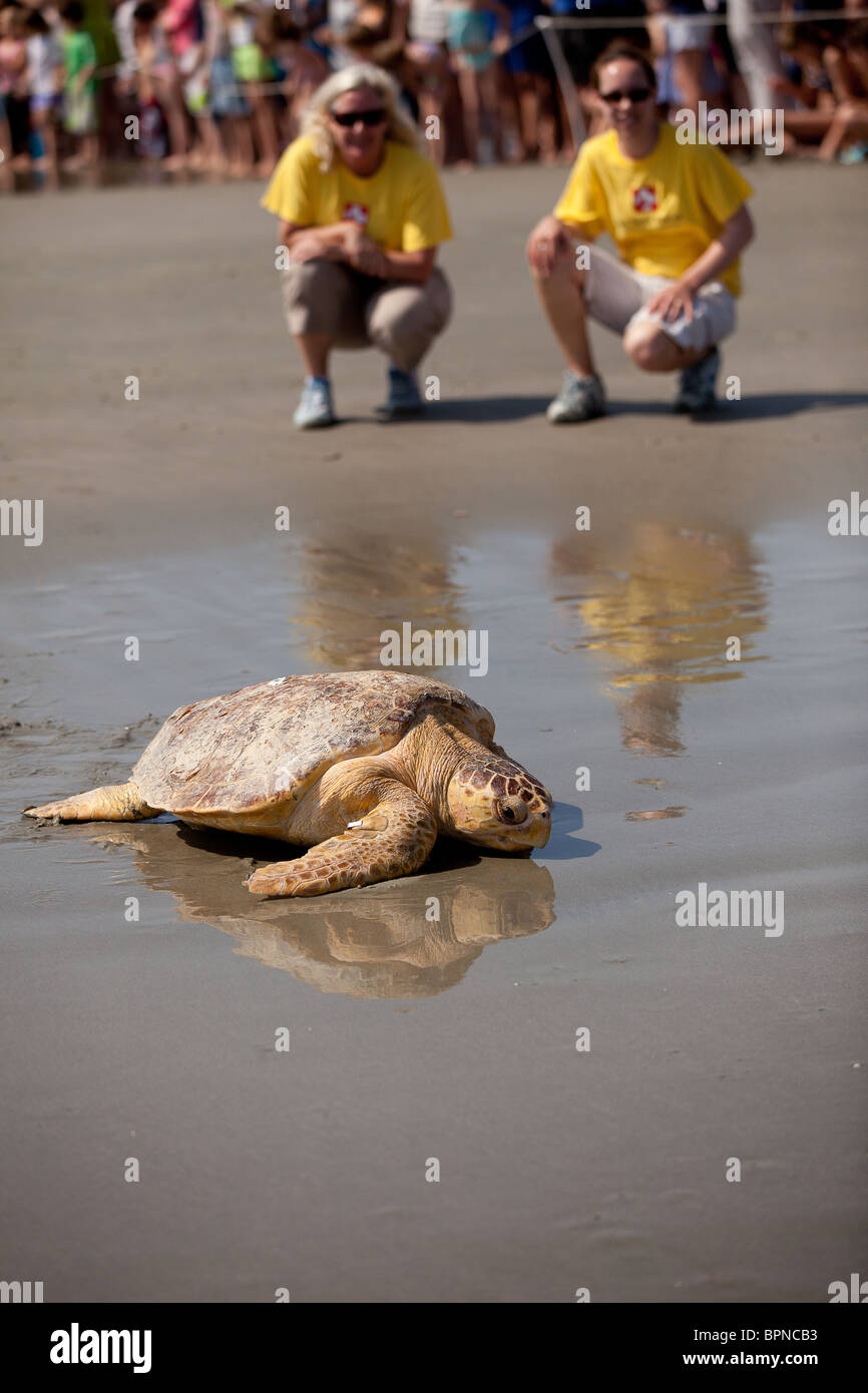 A rehabilitated loggerhead sea turtle released back to the ocean by the ...