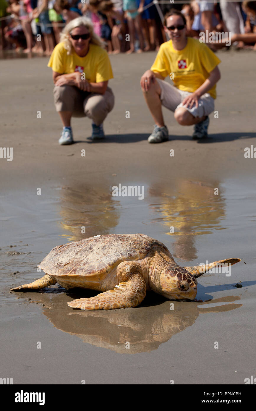 A rehabilitated loggerhead sea turtle released back to the ocean by the ...