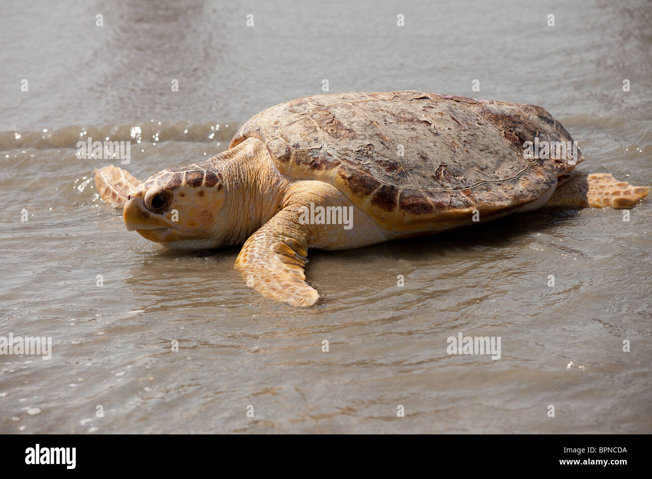 A rehabilitated loggerhead sea turtle released back to the ocean by the ...