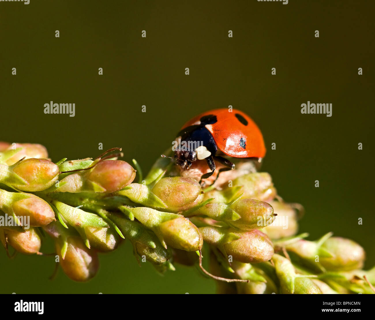 Ladybird seven spot ladybird hi-res stock photography and images - Alamy