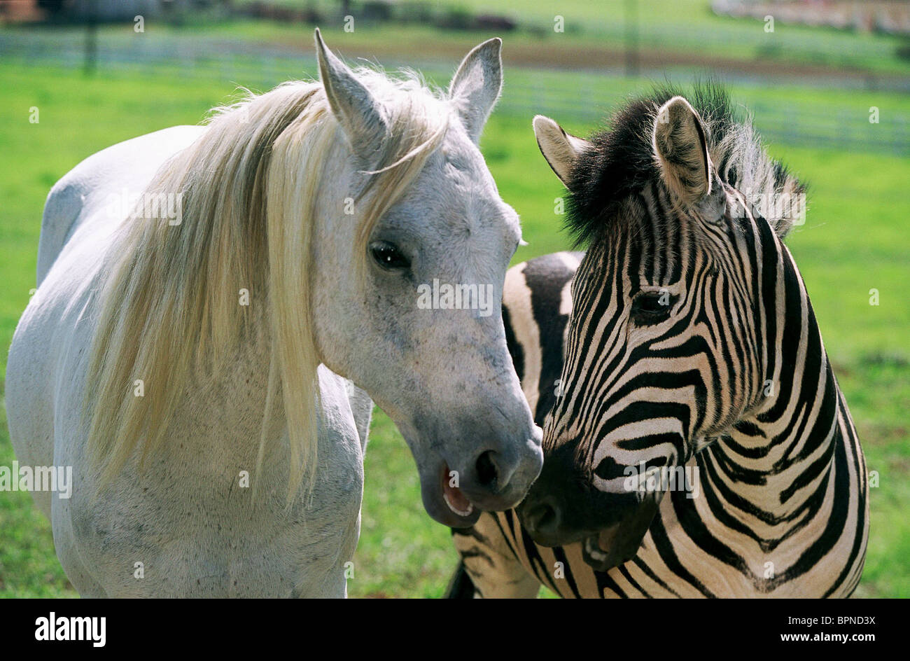 Film Stripes High Resolution Stock Photography and Images - Alamy
